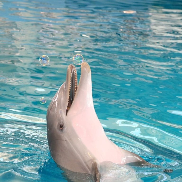 Hope the Dolphin - Clearwater Marine Aquarium