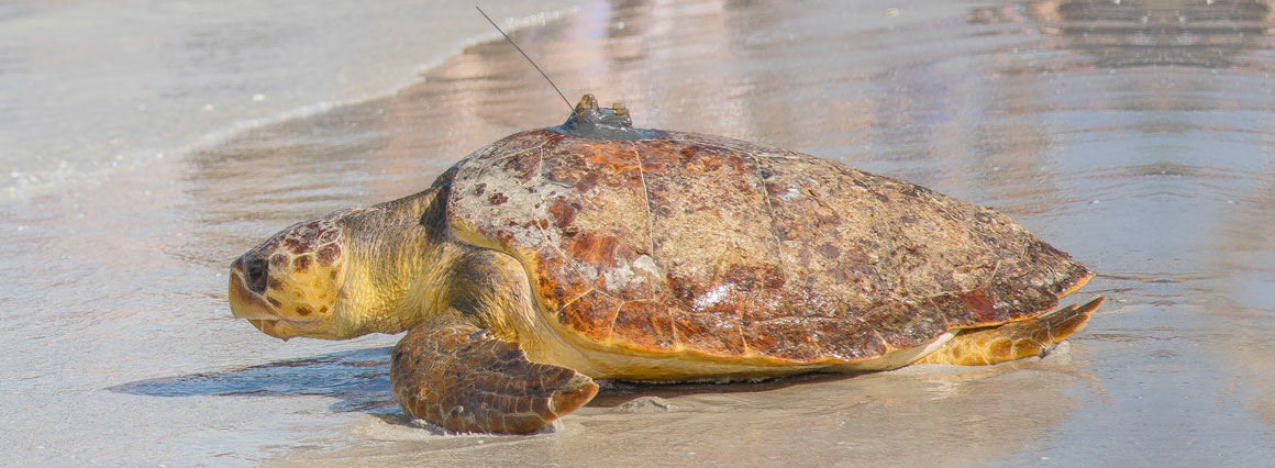 Sea Turtle Tracking - Clearwater Marine Aquarium