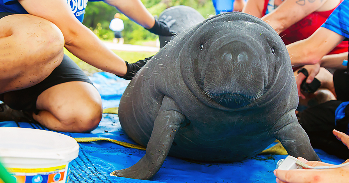 Manatee Appreciation: How We Can Protect Them Together - Clearwater ...