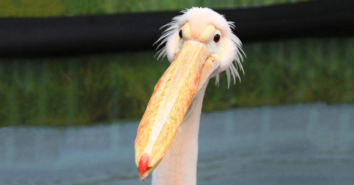 Pelican Facts Quiz - Clearwater Marine Aquarium