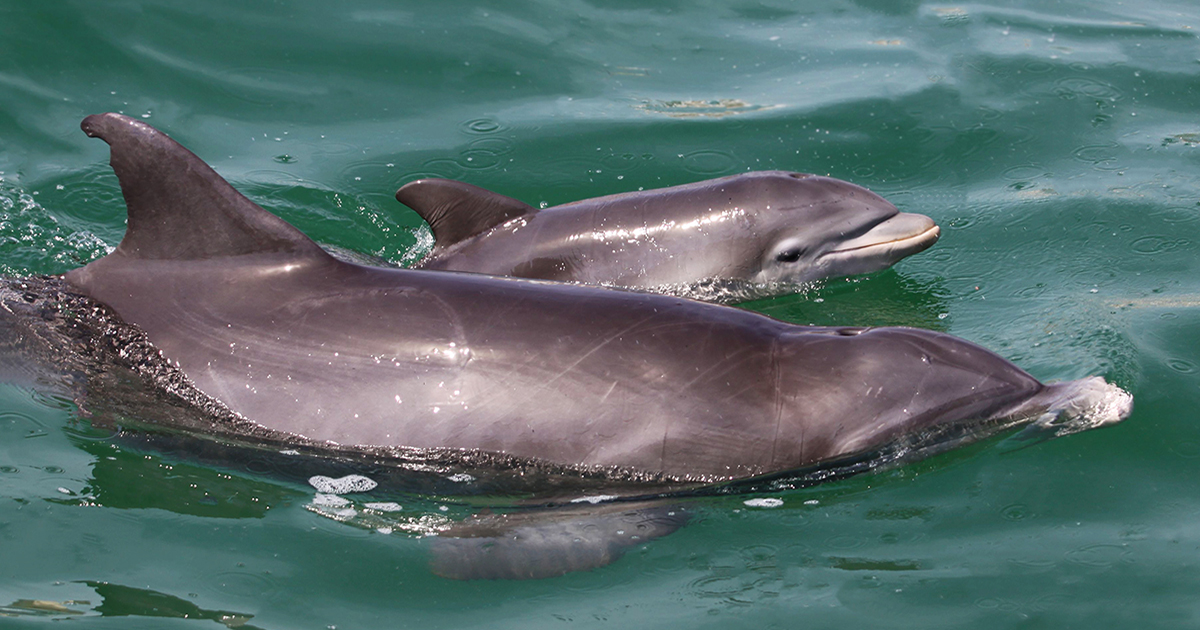 Six Ocean-Friendly Habits to Help Protect Marine Life - Clearwater ...