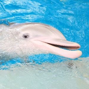 Winter the Dolphin - Clearwater Marine Aquarium