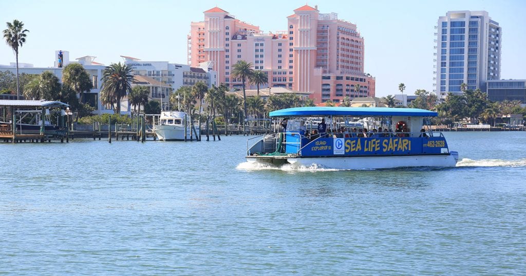 Top 10 Coolest Finds on the Sea Life Safari - Clearwater Marine Aquarium
