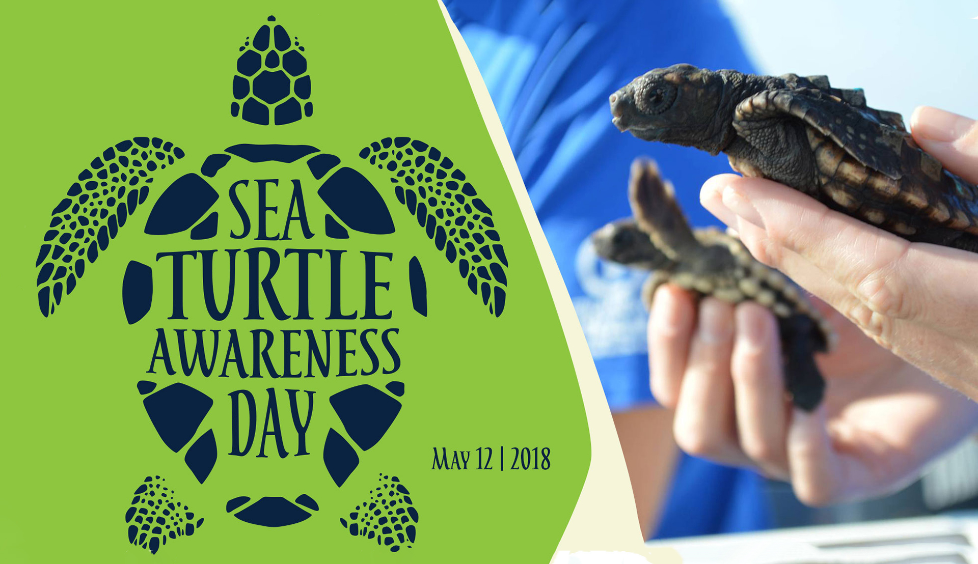 Sea Turtle Awareness Day | May 12, 2018 | Clearwater Marine Aquarium