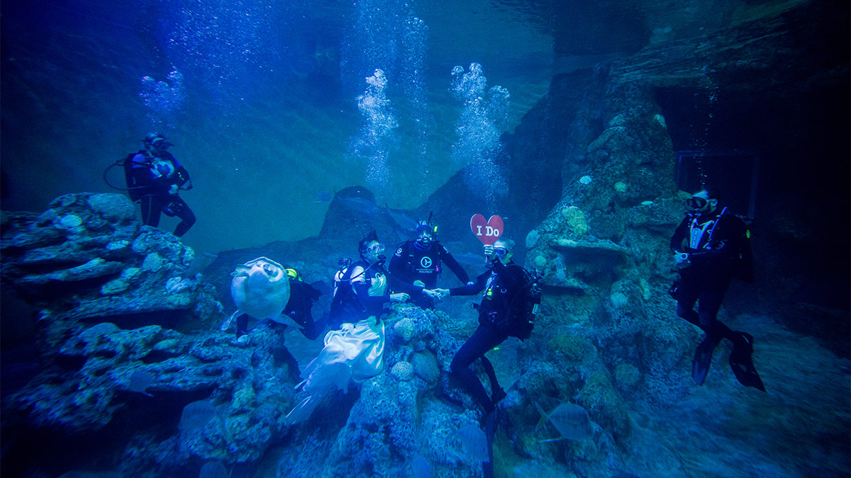 Scuba Diver Wedding Saint Lucia Dive Fest 2019 And My Wedding