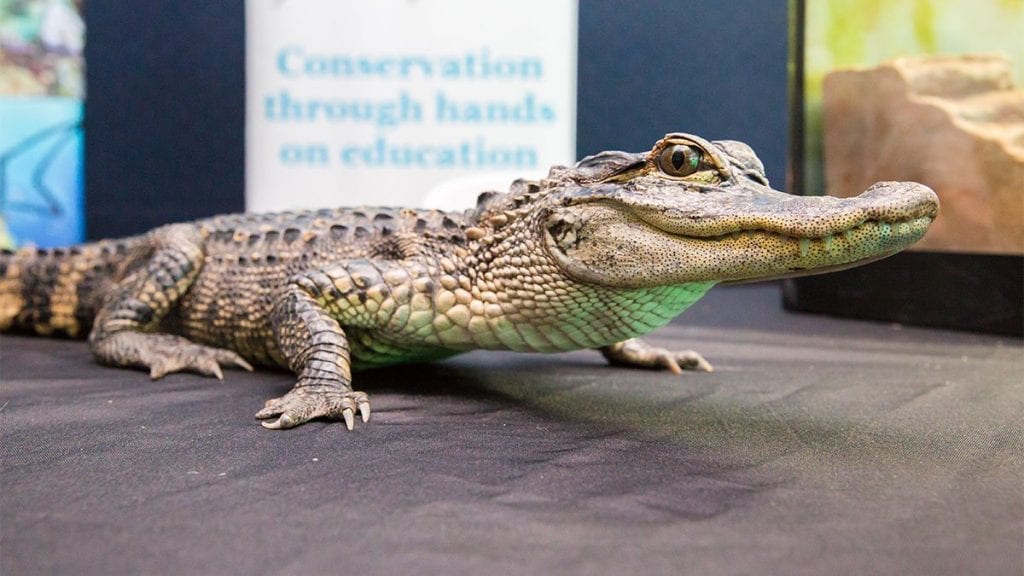 Spring Break Checklist - Clearwater Marine Aquarium