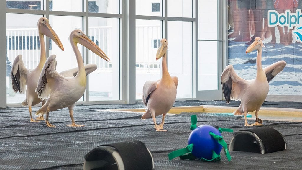 The Inspiring Stories Behind the New Pelican Names - Clearwater Marine ...