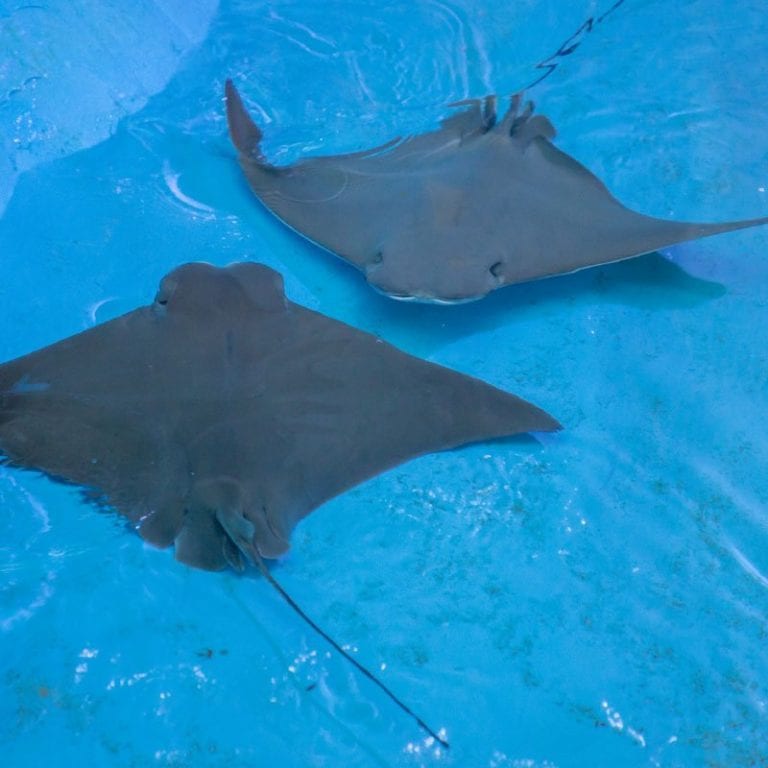 A Holiday Story From Clearwater Marine Aquarium