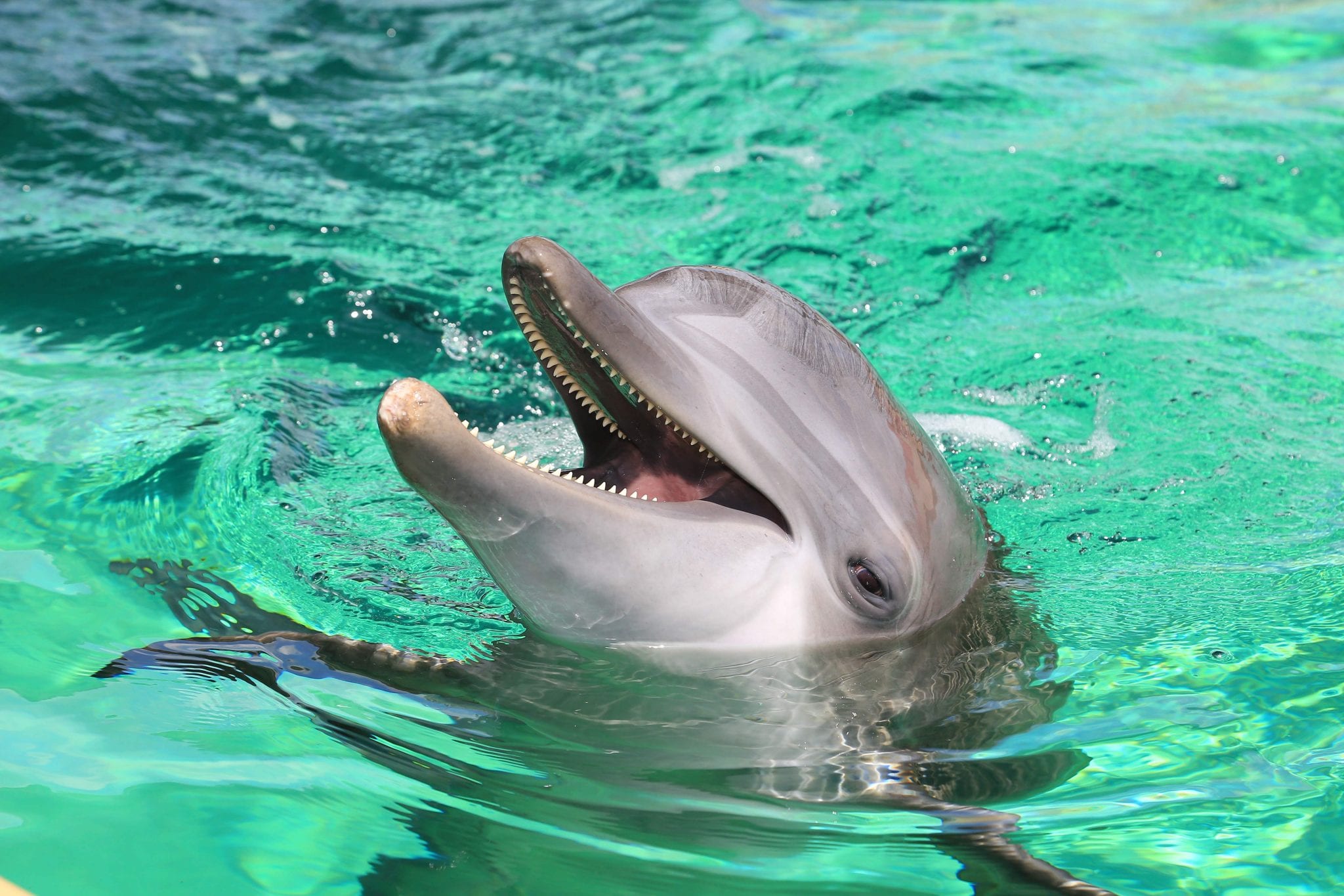 Dolphins - Clearwater Marine Aquarium