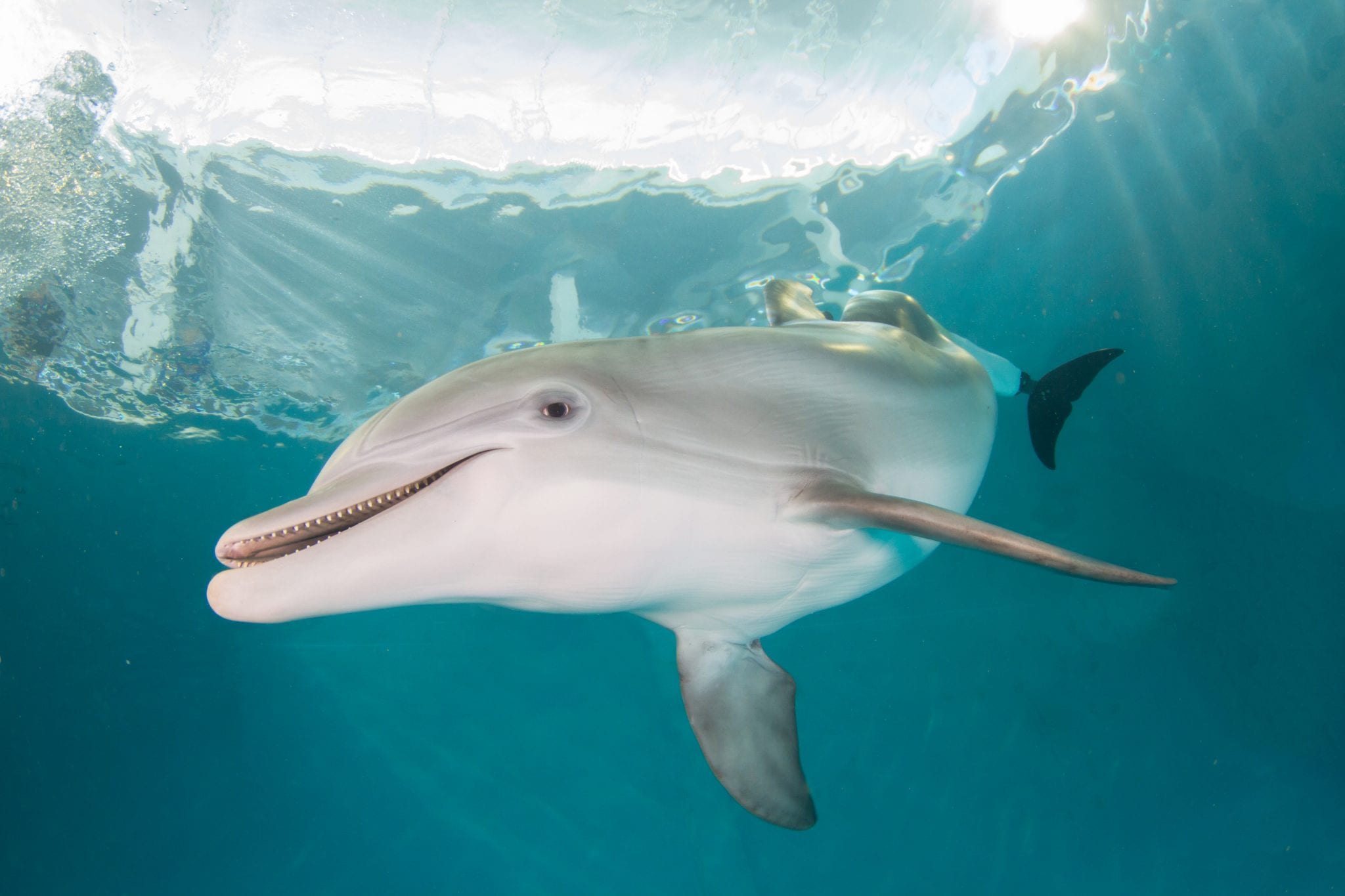 Remembering Winter the Dolphin - Clearwater Marine Aquarium