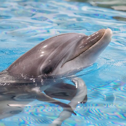 Dolphins - Clearwater Marine Aquarium