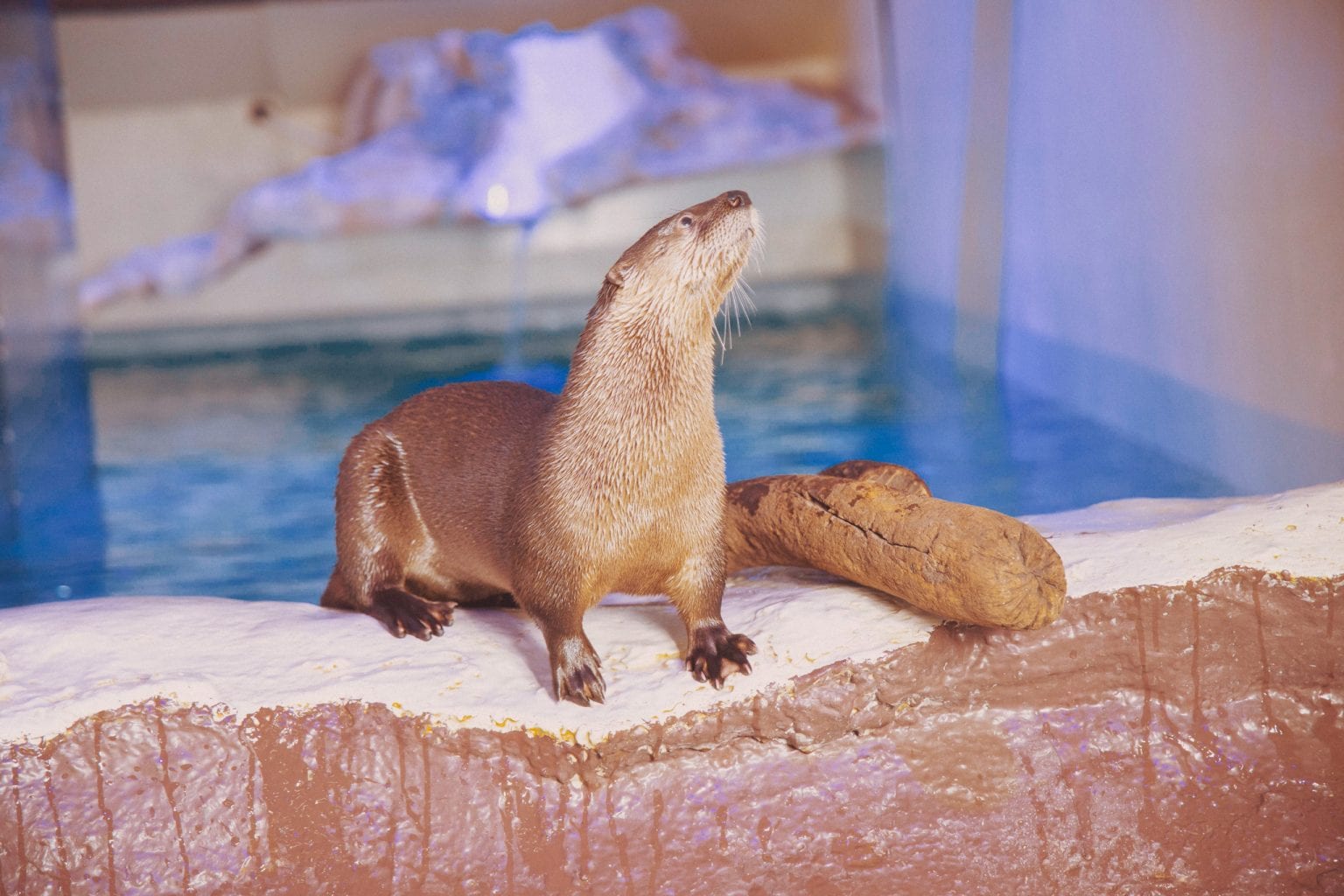 Otter Oasis - Clearwater Marine Aquarium