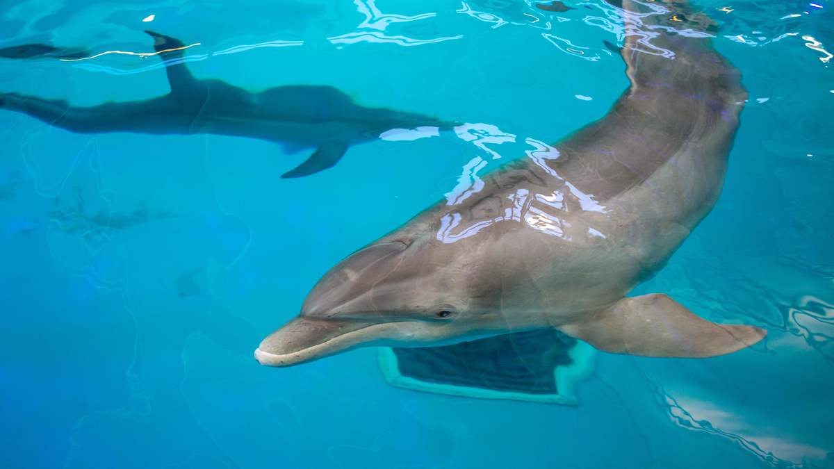 PJ the Dolphin - Clearwater Marine Aquarium