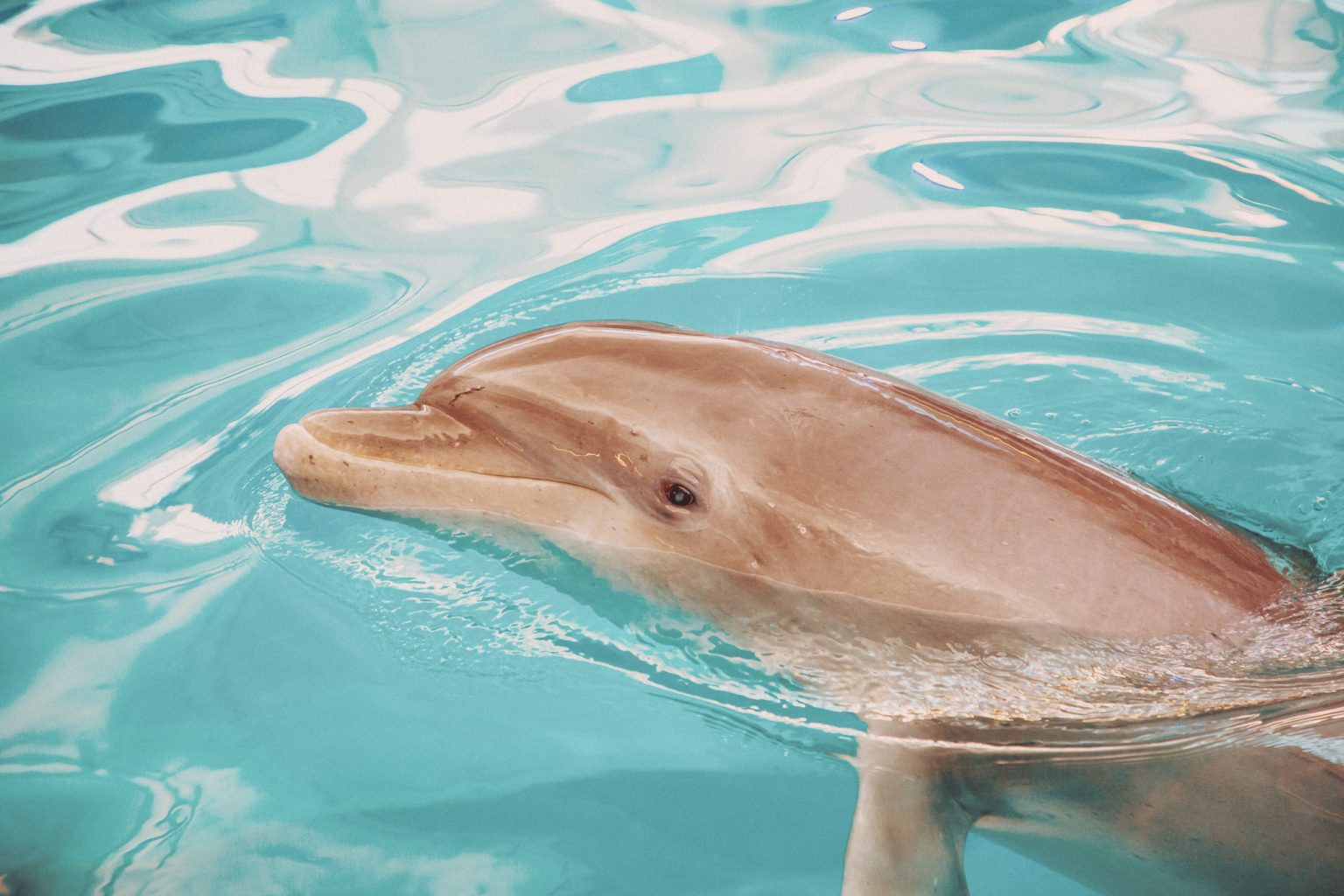 Live Webcams - Clearwater Marine Aquarium