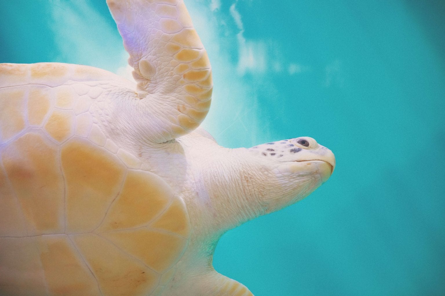 Sea Turtle Rehab Cam - Clearwater Marine Aquarium