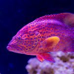 More Marine Animals - Clearwater Marine Aquarium