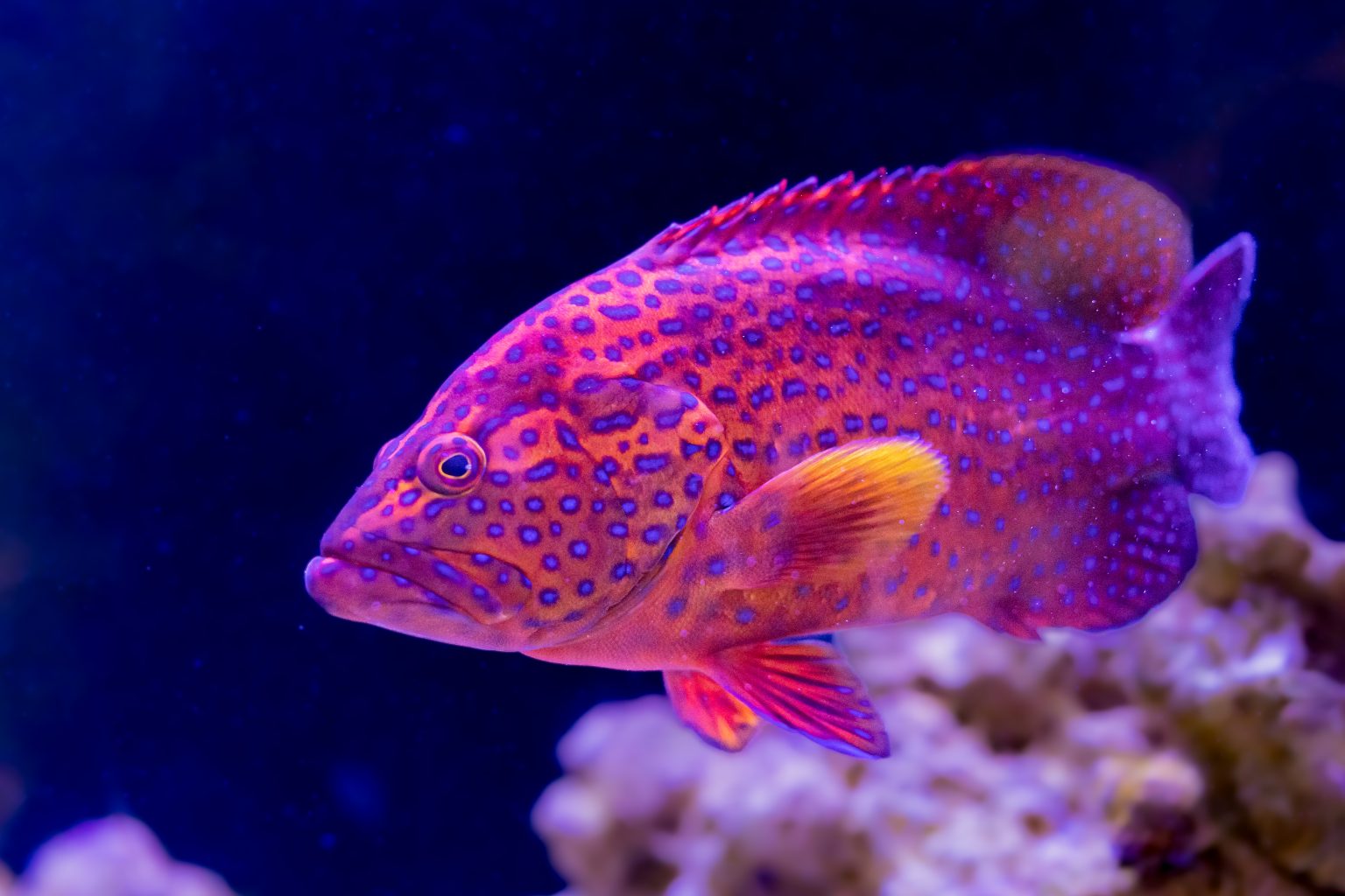 More Marine Animals - Clearwater Marine Aquarium