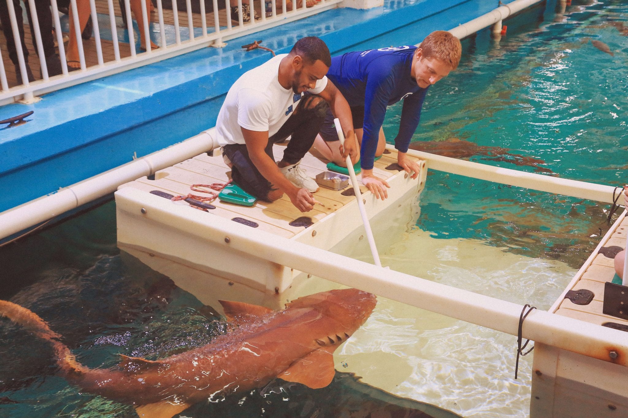 Clearwater Marine Aquarium | Florida's Marine Life Rescue Center