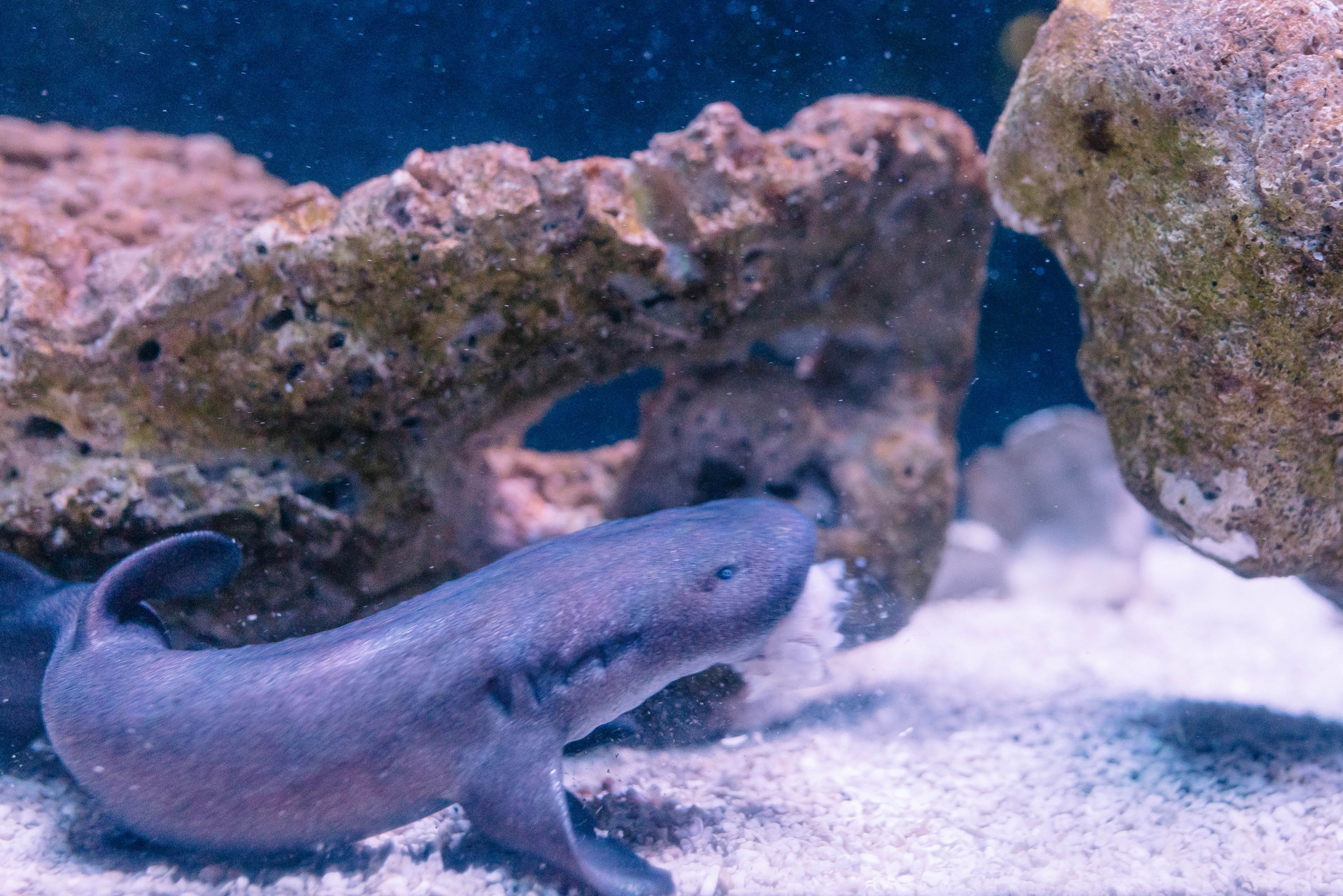Sharks - Clearwater Marine Aquarium