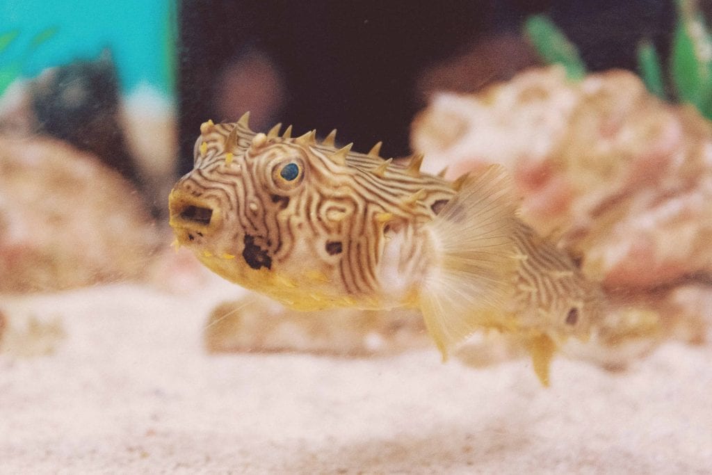 More Marine Animals - Clearwater Marine Aquarium