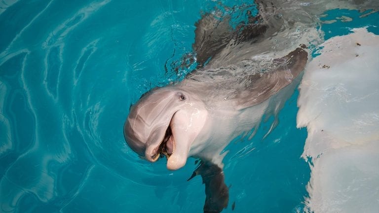 Winter the Dolphin - Clearwater Marine Aquarium