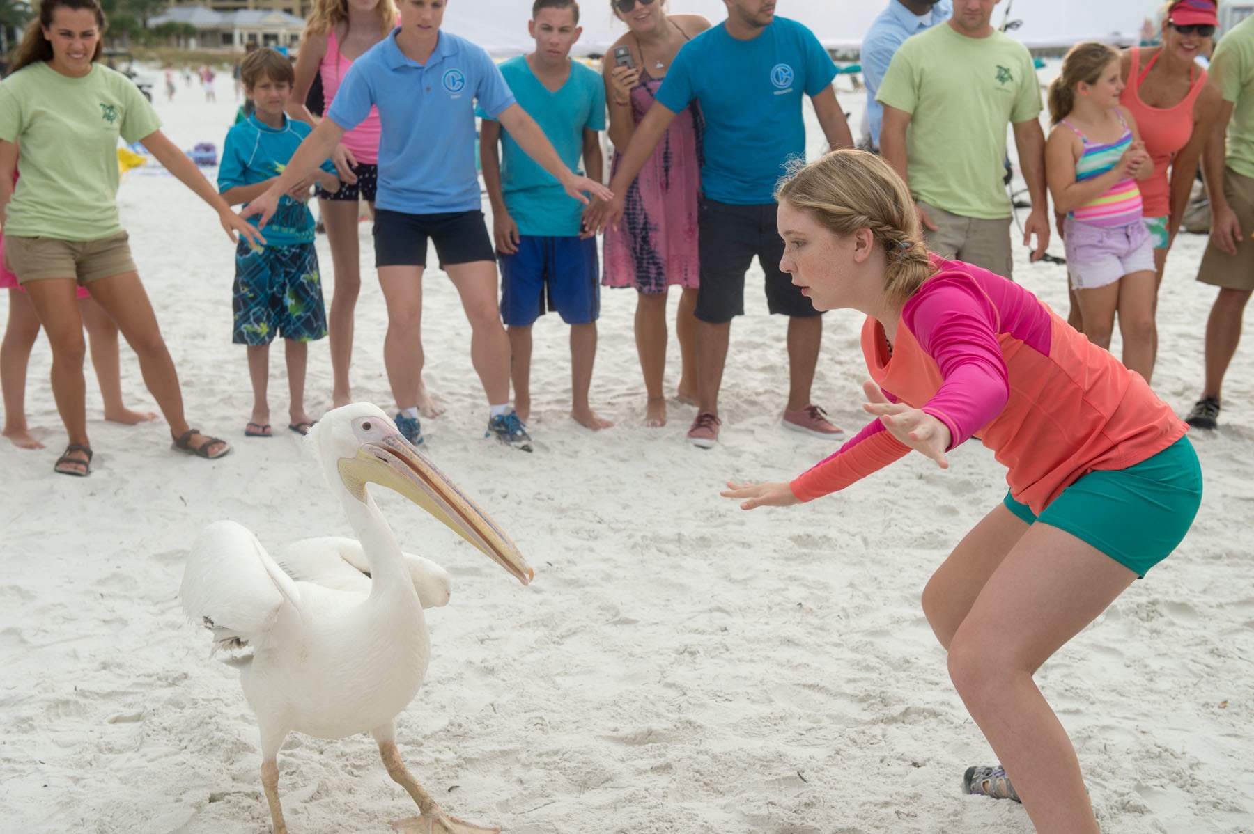Dolphin Tale Set - Clearwater Marine Aquarium