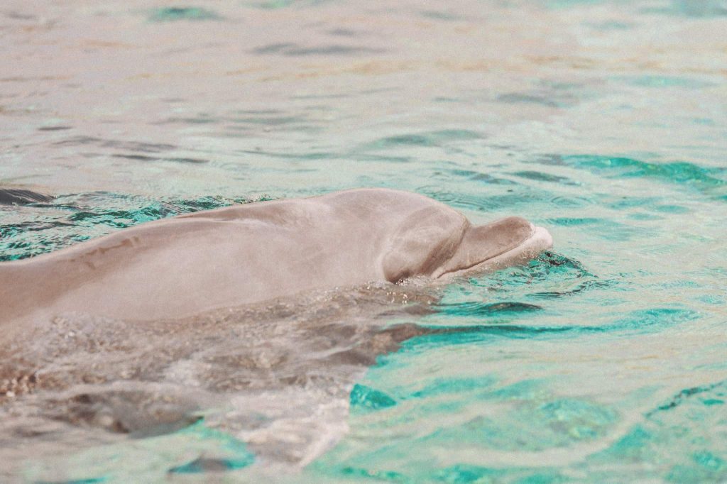 Hemingway the Dolphin - Clearwater Marine Aquarium