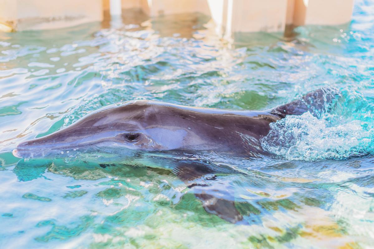 Rudolph the Rough-Toothed Dolphin - Clearwater Marine Aquarium