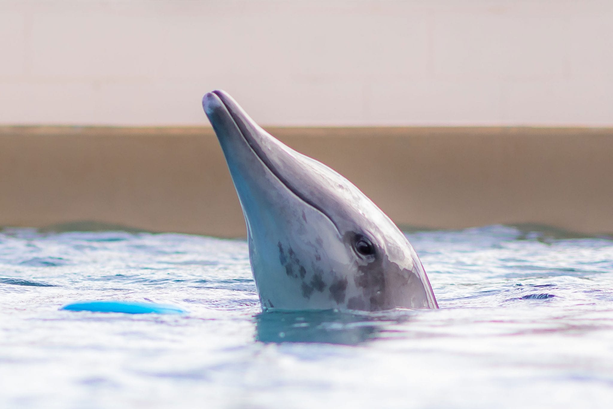 Dolphins - Clearwater Marine Aquarium