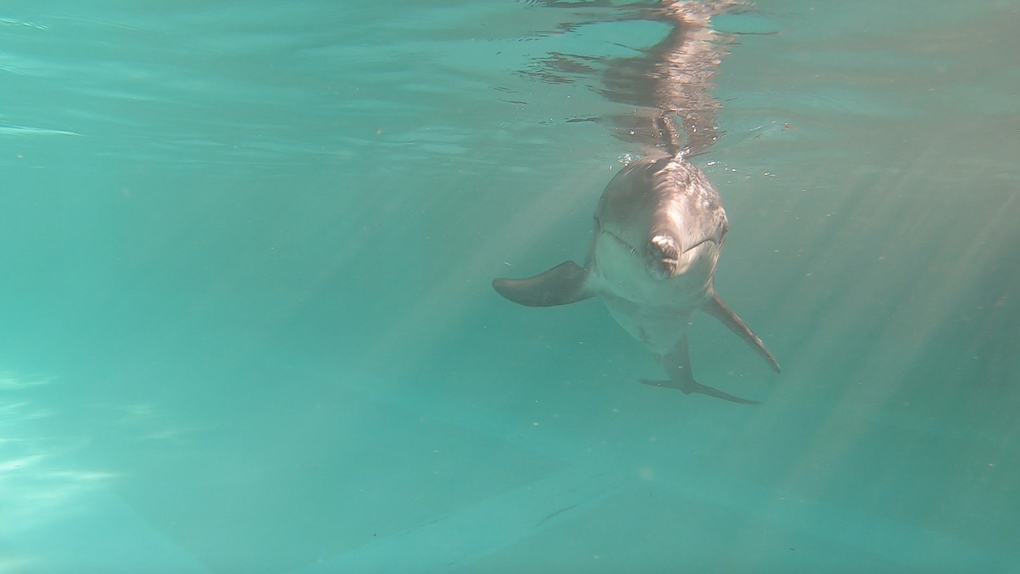Rudolph the Rough-Toothed Dolphin - Clearwater Marine Aquarium