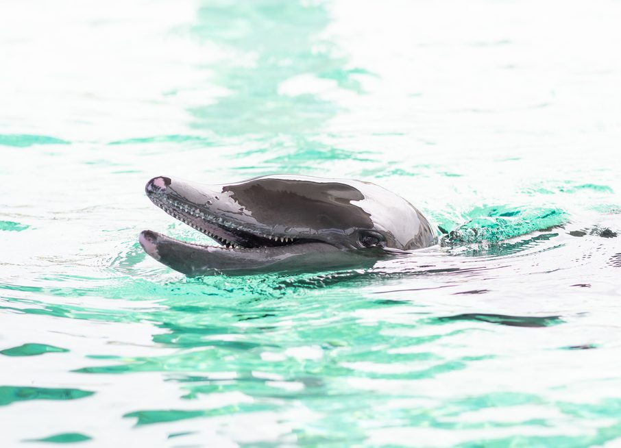 Rex the Rough-Toothed Dolphin - Clearwater Marine Aquarium