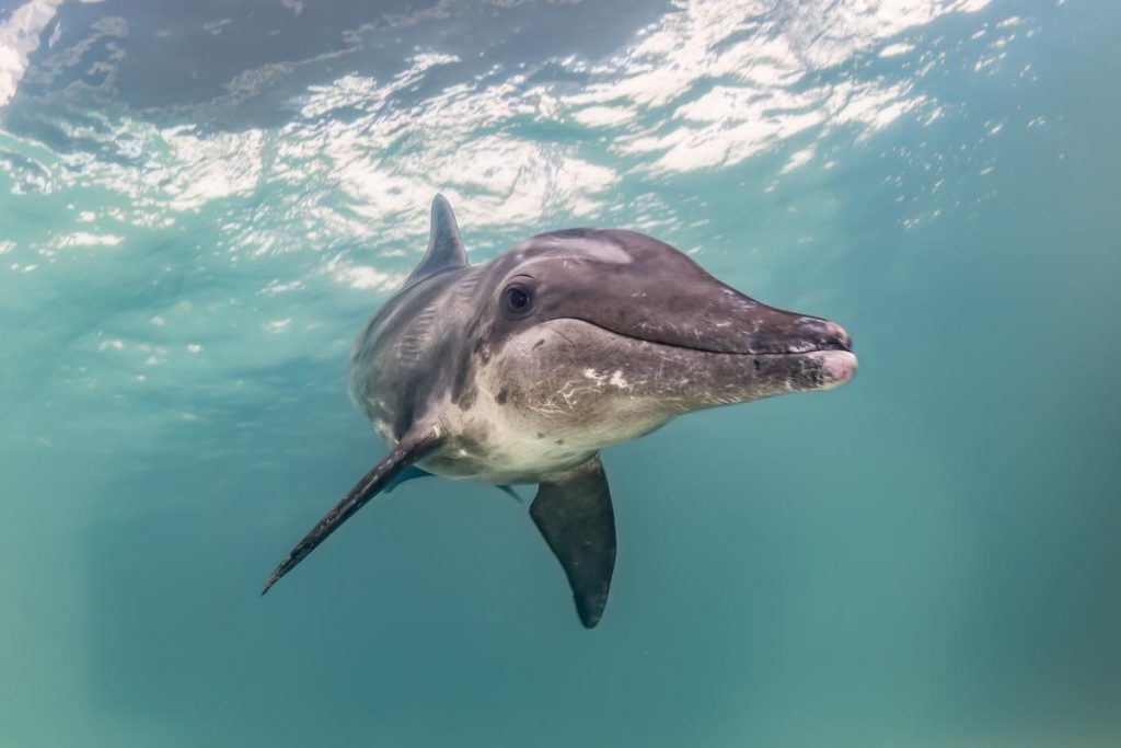 Sea Turtle Rehab Webcam - Clearwater Marine Aquarium