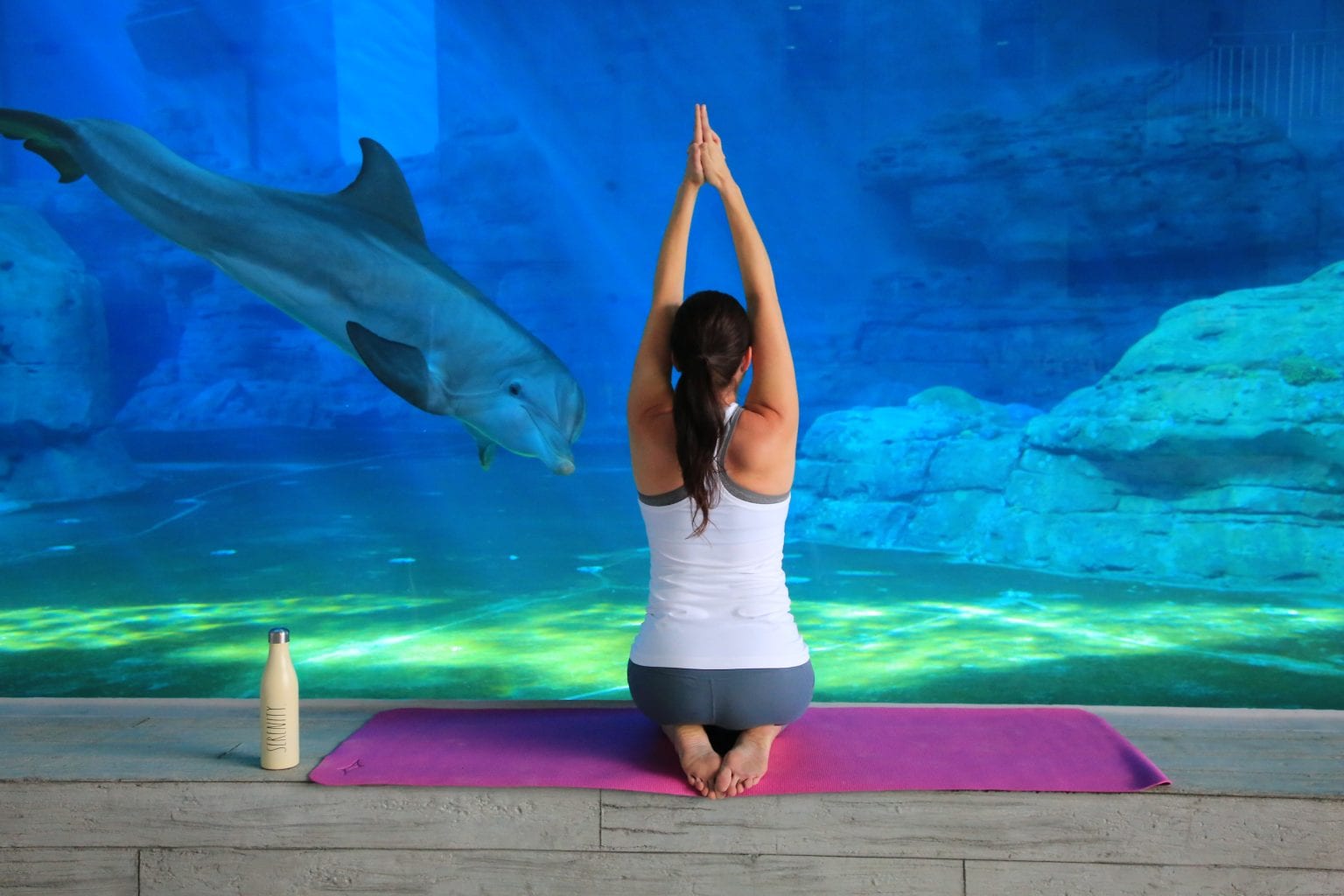 Dolphin Yoga Nidra - Clearwater Marine Aquarium