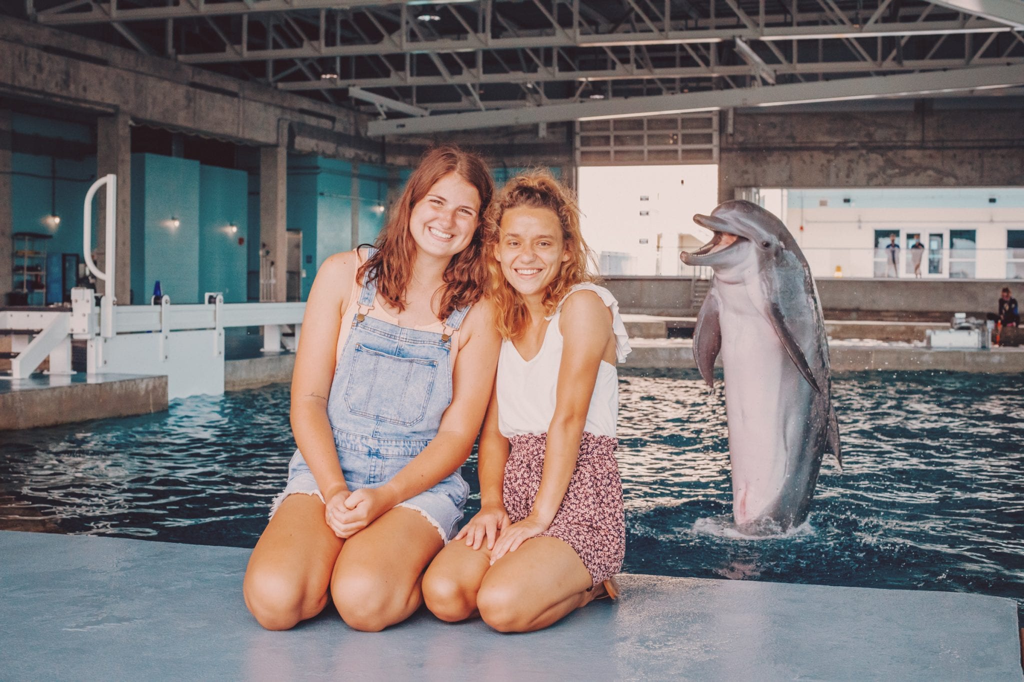 Dolphins - Clearwater Marine Aquarium