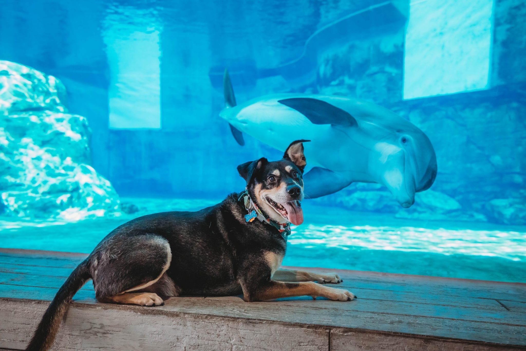 Pet Photo Package - Clearwater Marine Aquarium