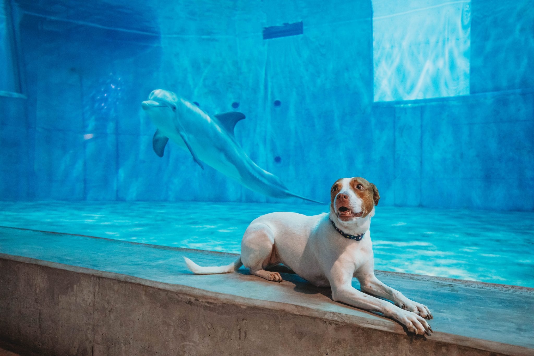 Pet Photo Package - Clearwater Marine Aquarium