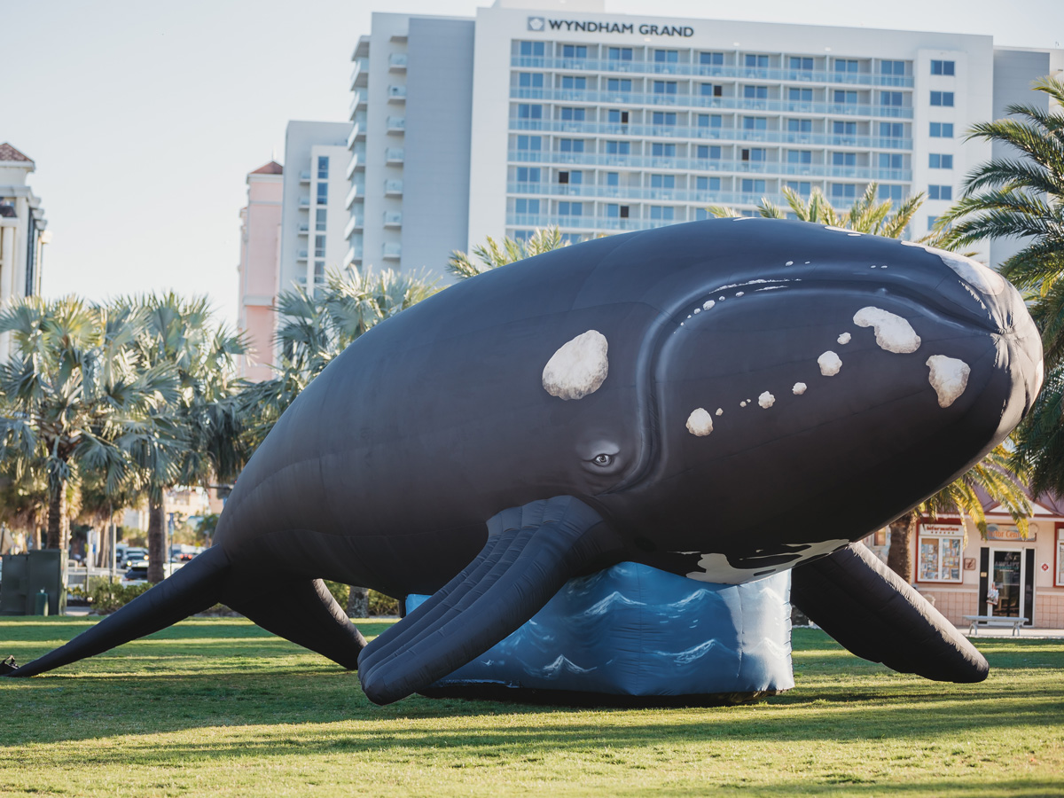 Whales: Living With Giants - Clearwater Marine Aquarium