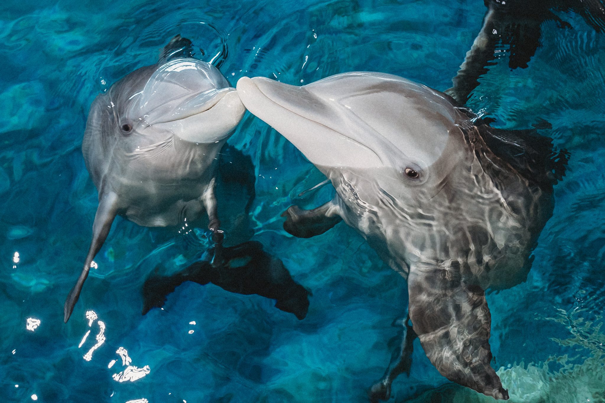 Remembering Winter the Dolphin - Clearwater Marine Aquarium