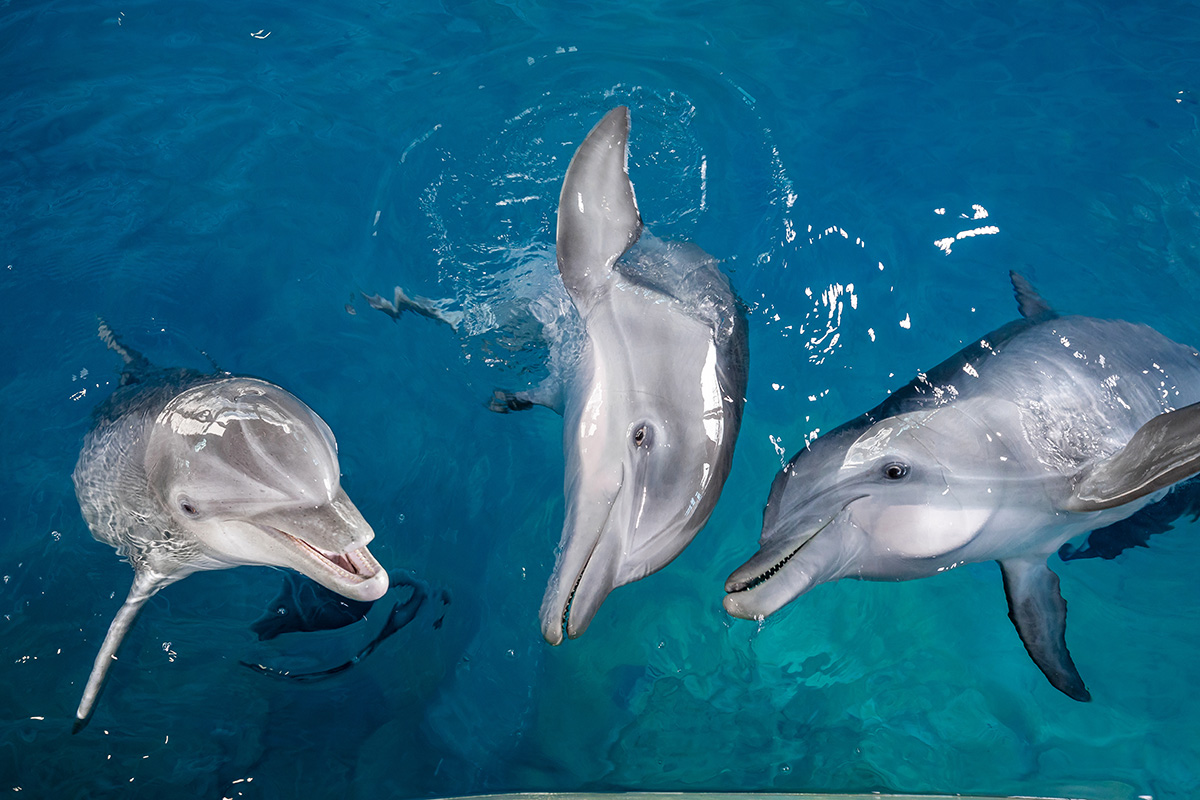 Remembering Winter the Dolphin - Clearwater Marine Aquarium