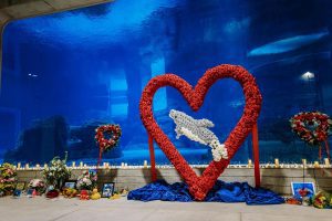 Remembering Winter the Dolphin - Clearwater Marine Aquarium