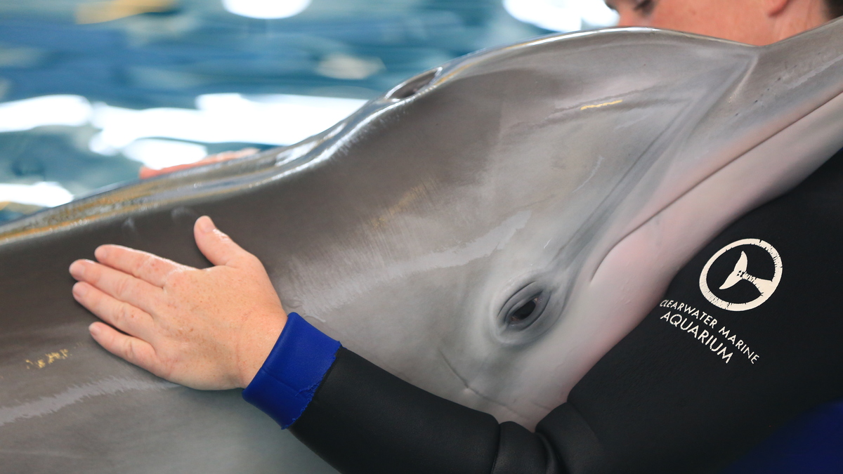 Remembering Winter the Dolphin - Clearwater Marine Aquarium