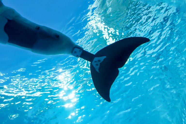 Remembering Winter the Dolphin - Clearwater Marine Aquarium