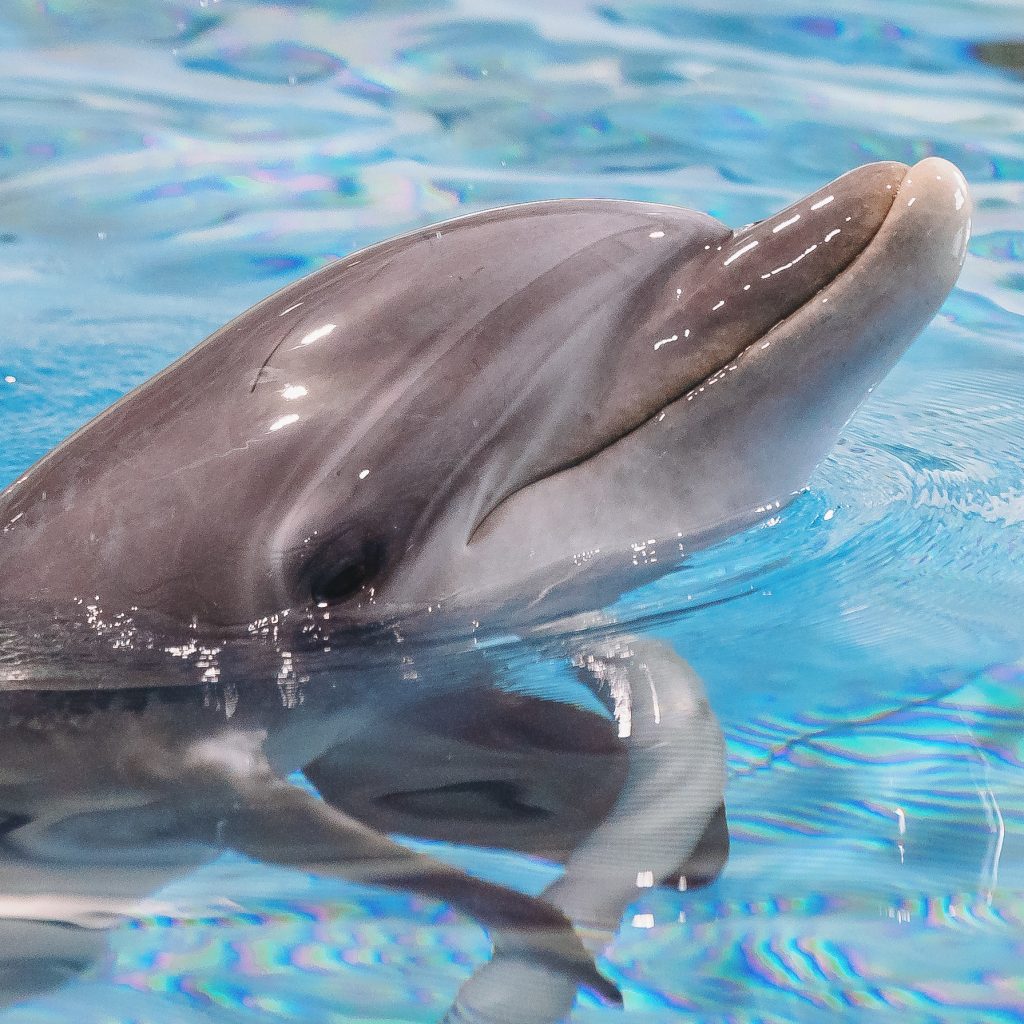 Apollo the Dolphin - Clearwater Marine Aquarium