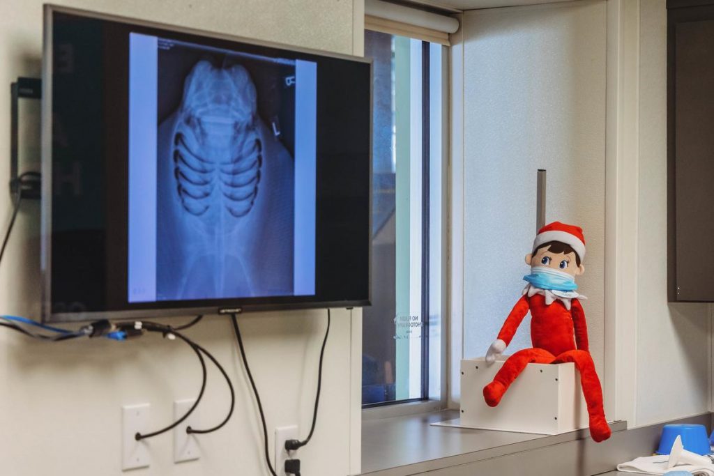 Real Elves Sightings