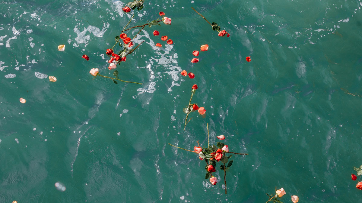 Remembering Winter the Dolphin - Clearwater Marine Aquarium