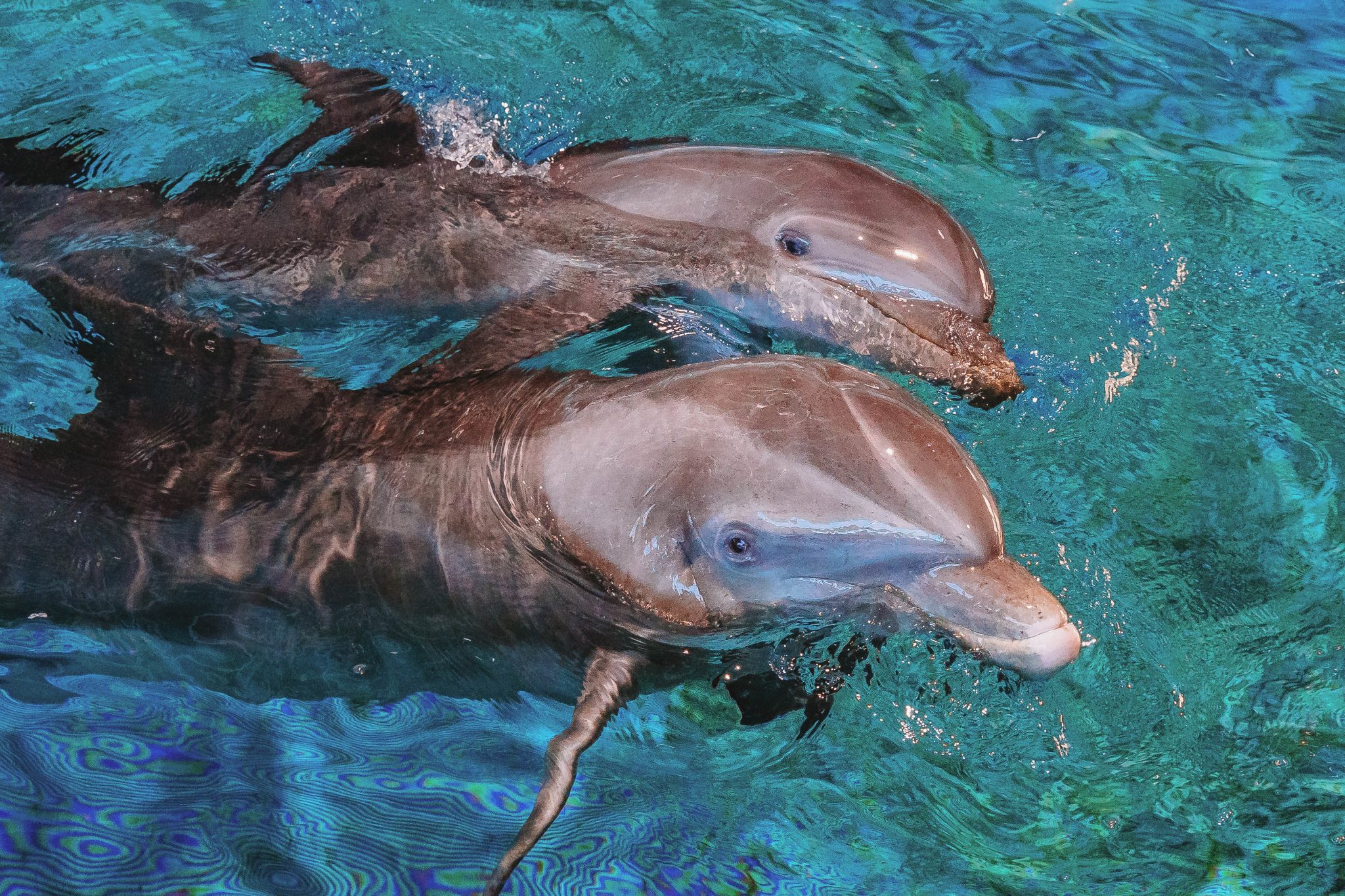 Winter & Hope - Clearwater Marine Aquarium