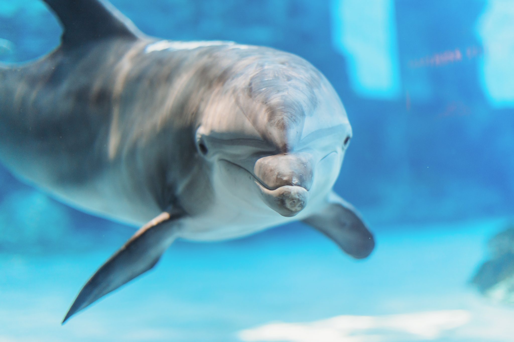 Dolphins - Clearwater Marine Aquarium