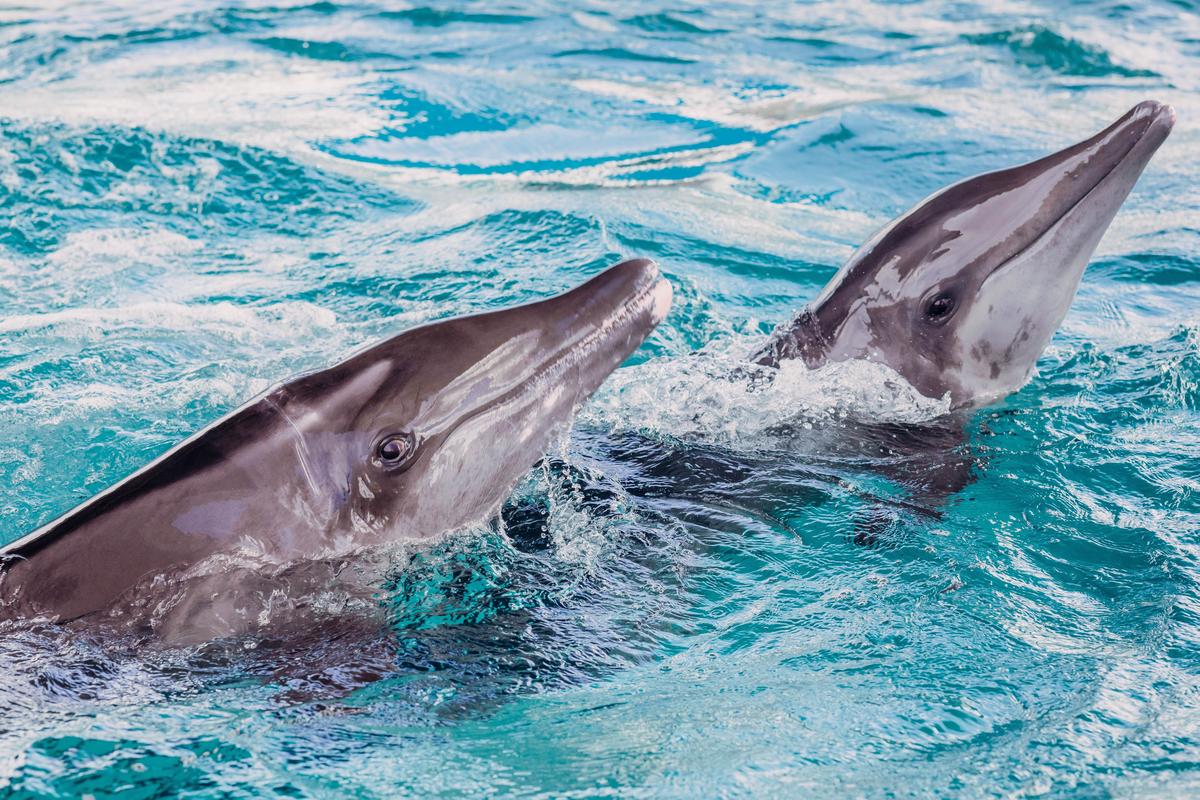 Clearwater Marine Aquarium | Florida's Marine Life Rescue Center