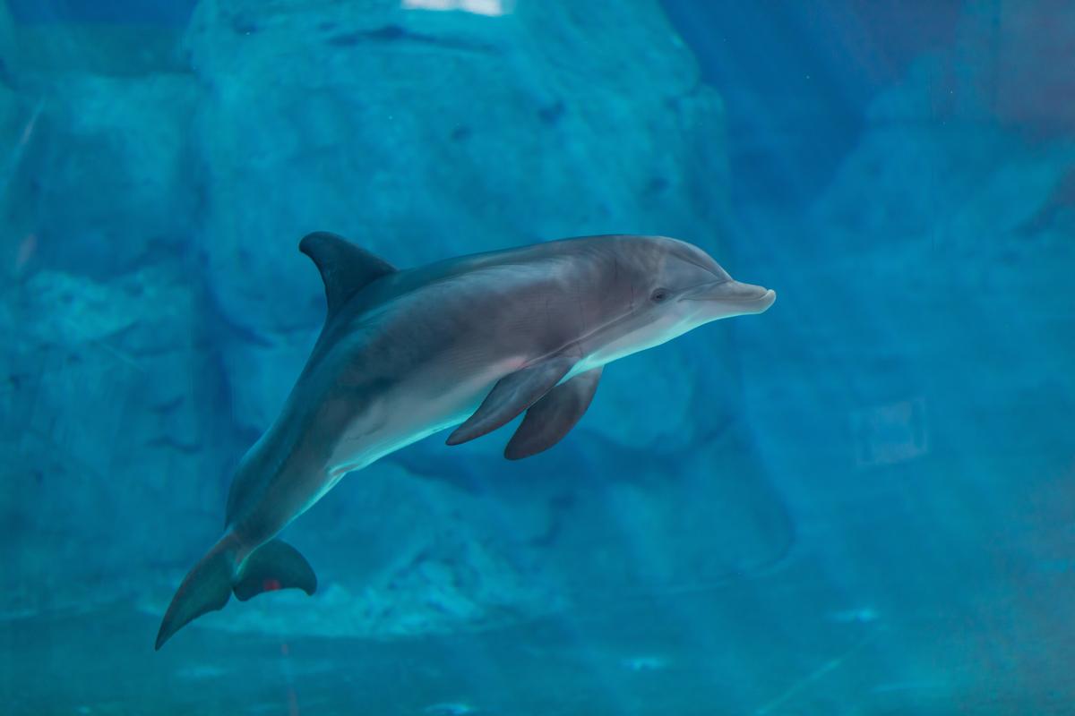 Dolphins - Clearwater Marine Aquarium