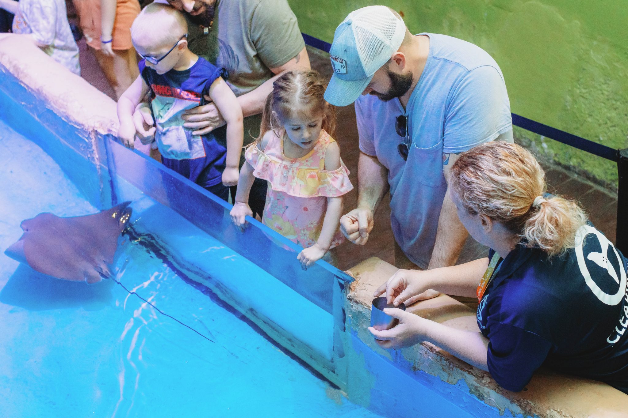 Feed a Stingray - Clearwater Marine Aquarium